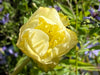 Trollius x cultorum 'Alabaster' - Globeflower variety – Moore and Moore ...