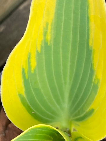 Hosta ‘Autumn Frost’ (Shadowland Series) – Moore and Moore Plants