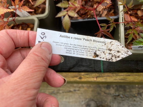 Hosta ‘Magic Island’ – Moore and Moore Plants