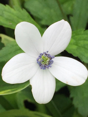 Anemone rivularis - Riverside windflower – Moore and Moore Plants