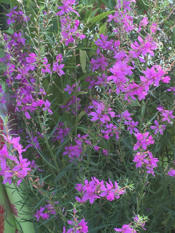 Lythrum salicaria 'Swirl' - Purple loosestrife variety – Moore and ...