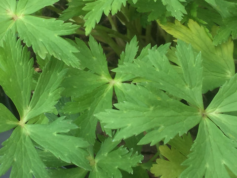 Trollius x cultorum 'Alabaster' - Globeflower variety – Moore and Moore ...