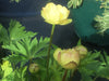 Trollius x cultorum 'Alabaster' - Globeflower variety – Moore and Moore ...